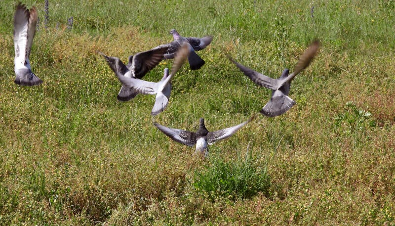 Pigeons taking off stock photo. Image of capture, livia - 151954972