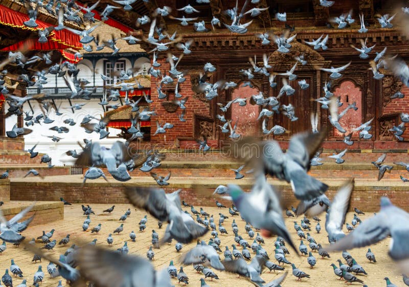 Pigeons Taking Off at Kathmandu Durbar Square Stock Image - Image of ...