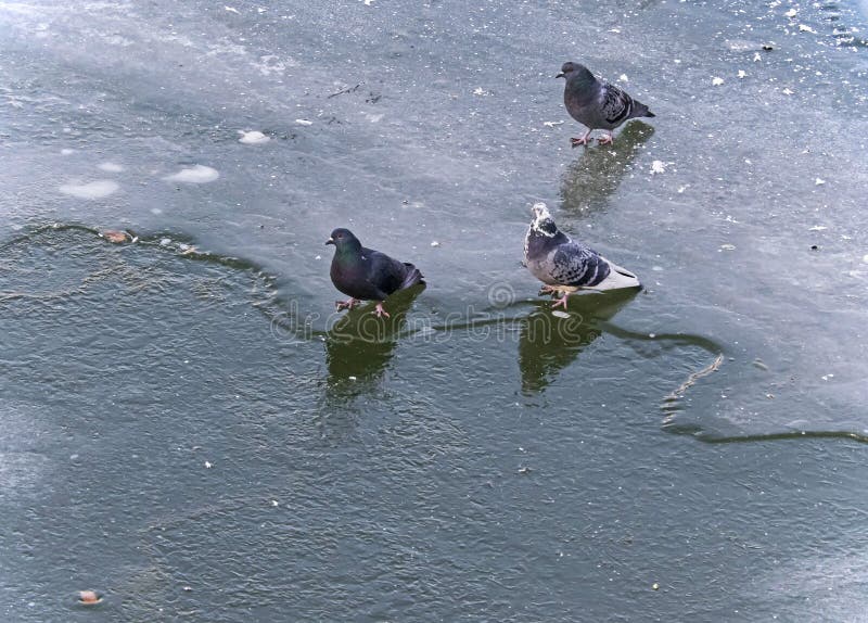 Pigeons on the Thin Ice of a Recently Frozen River Stock Photo - Image ...