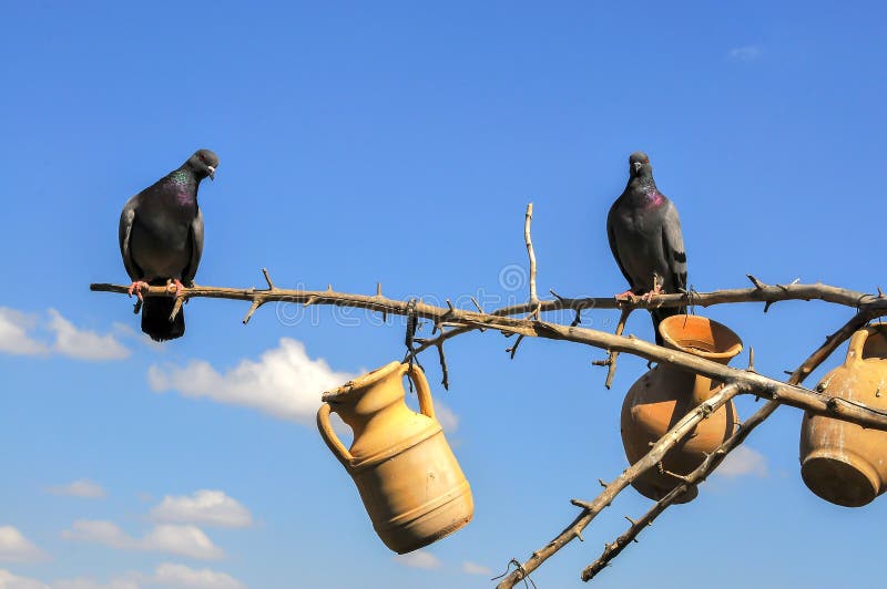 Pigeons in a Relaxing Moment Stock Photo - Image of natural, pigeon ...