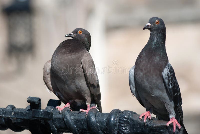 Multi Colored Pigeons Stock Photos - Download 49 Royalty Free Photos