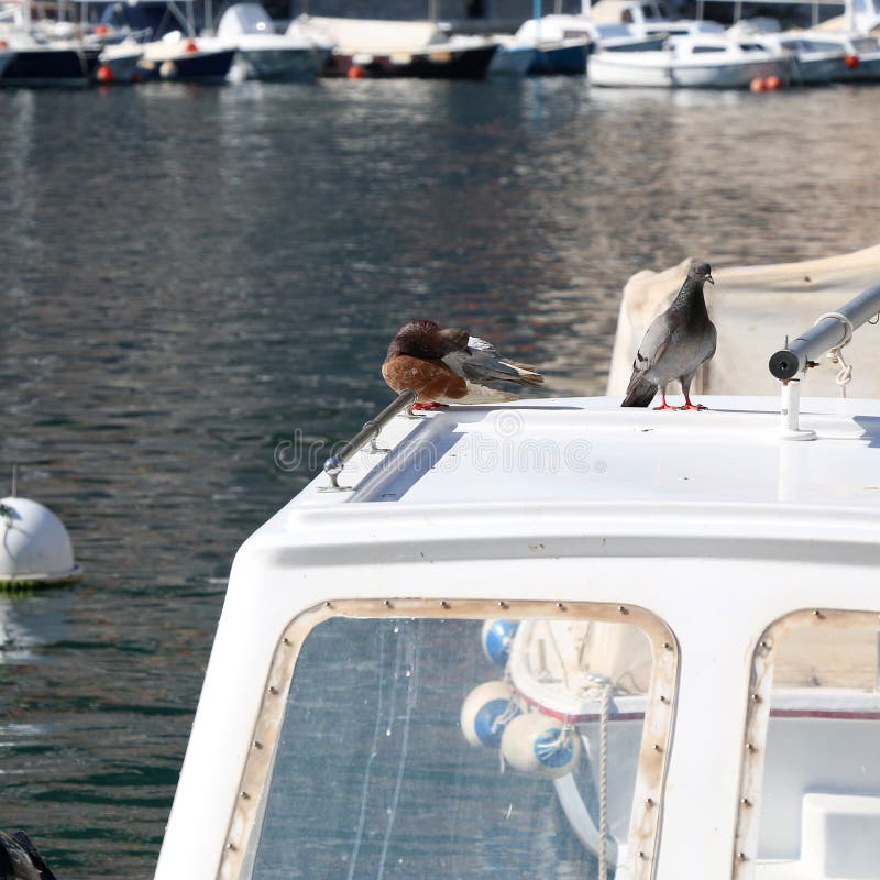 Pigeons stock image. Image of small, nautical, harbor - 85579439