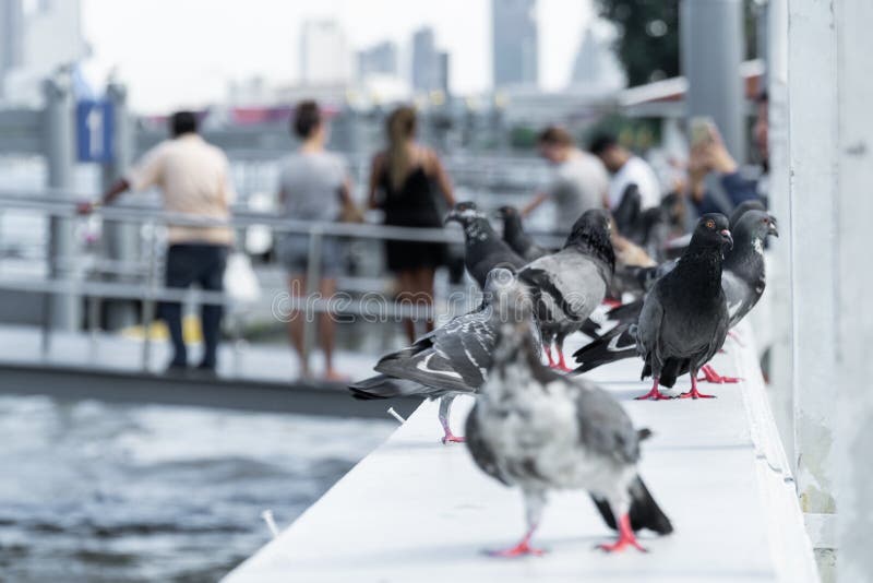 Pigeons Waiting Food at Public Park Street Stock Image - Image of ...