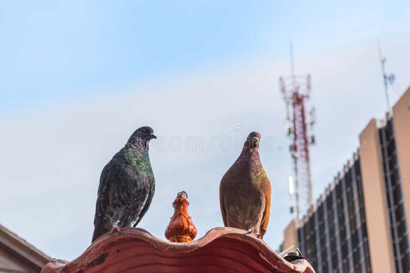 Pigeons waiting stock photo. Image of waiting, scene - 120693102