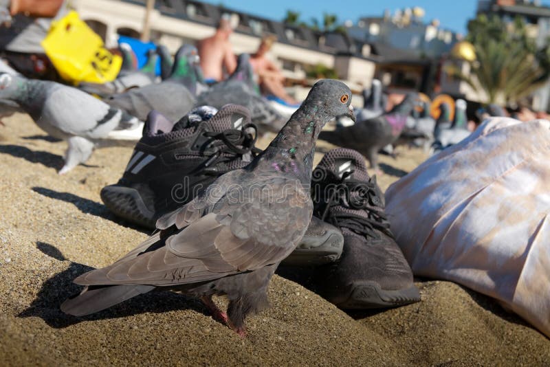 Pigeons Walk on a Sandy Beach Stock Photo - Image of nature, spring ...