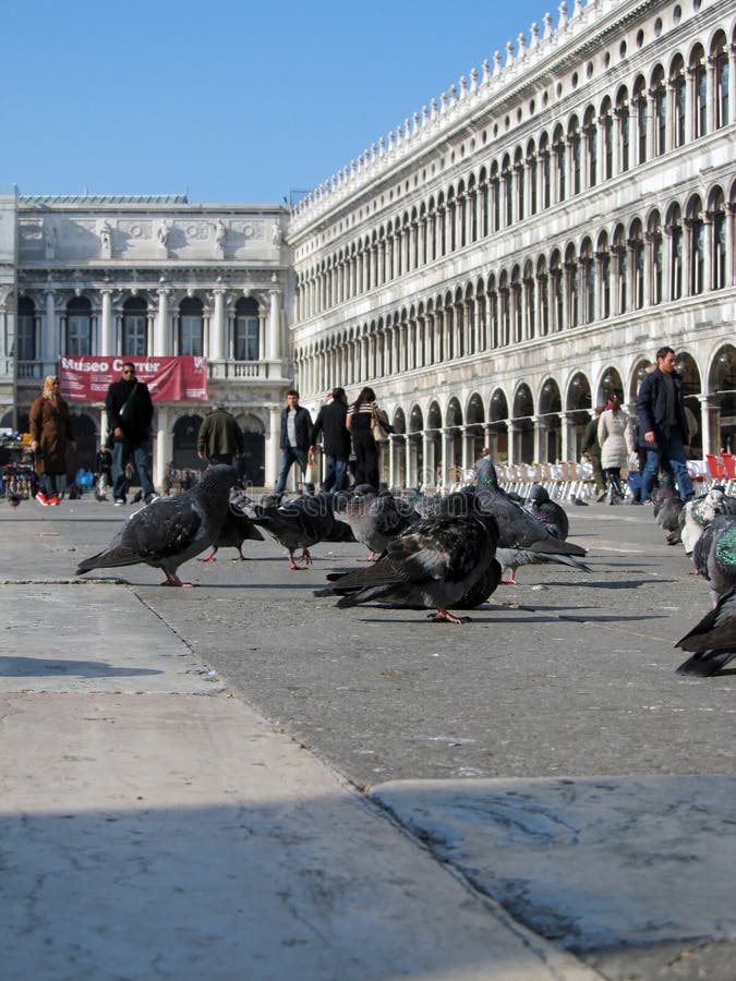 Pigeon And Beauty, In Venice Stock Image - Image of animal, purity ...