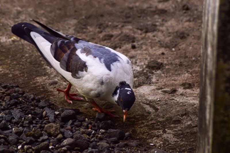 Pigeon with Beautiful Feather Color Pattern Stock Image - Image of ...