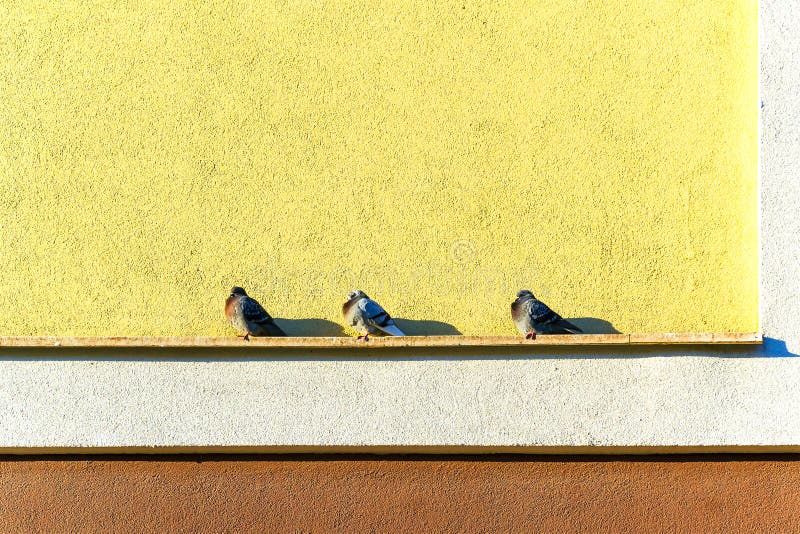 Pigeons on wall stock photo. Image of brick, life, nature - 63167848