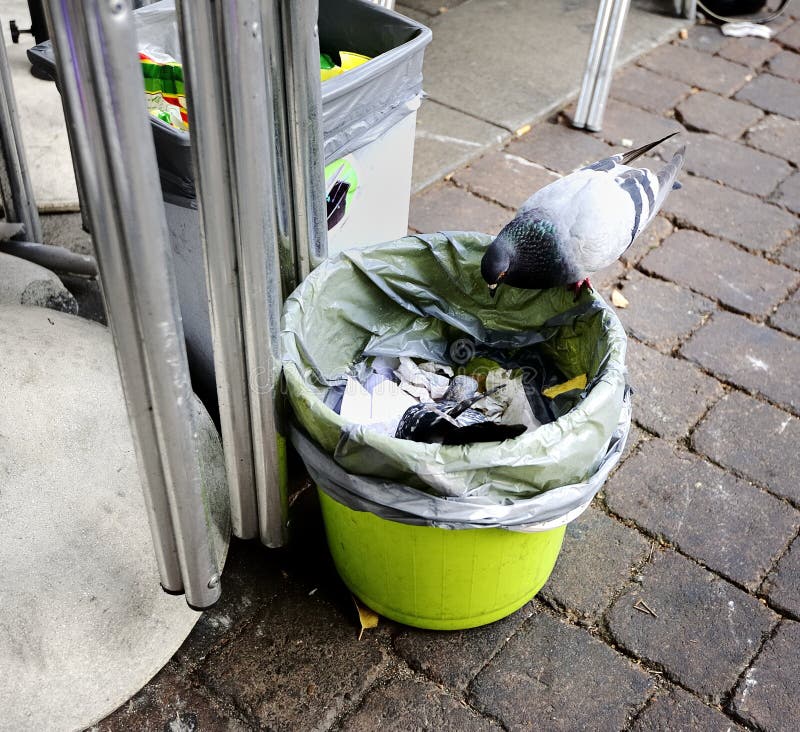 Pigeons stock image. Image of nature, food, track, birds - 52806047