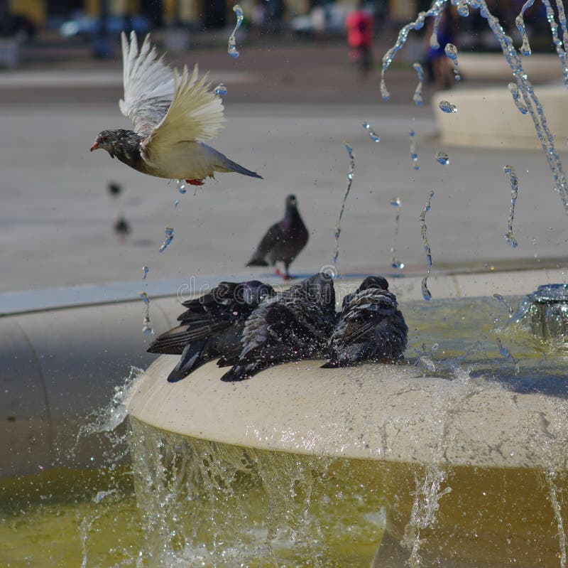 Pigeons on water stock image. Image of drink, landmark - 97144037