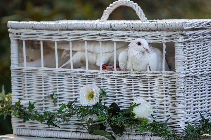 Pigeons in white cage stock photo. Image of mammal, animal - 260110934