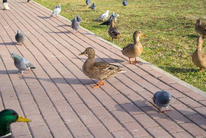 Pigeons and Wild Ducks Walk Along the Paths of the Park Stock Image ...