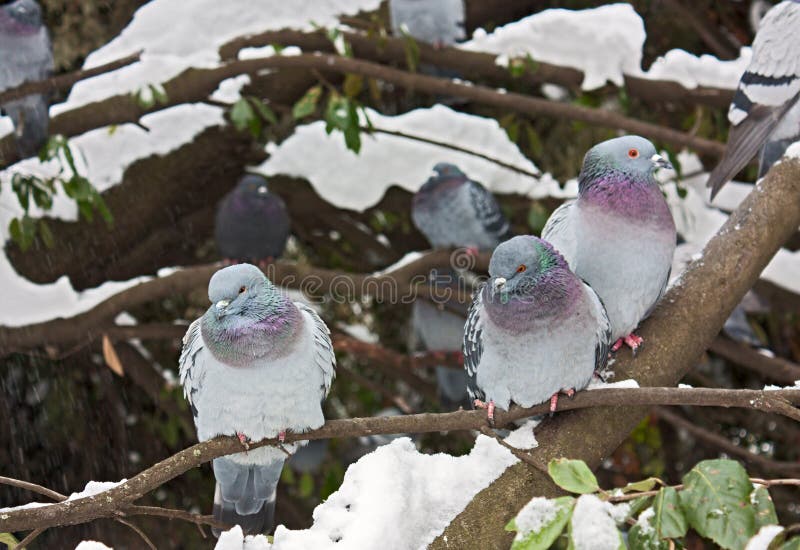 Pigeons in winter stock image. Image of bush, shiver - 23229459