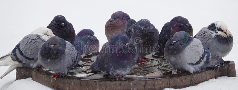 Pigeons in winter stock image. Image of gray, animals - 254618951