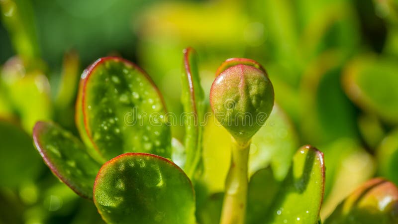 Carpobrotus Glaucescens Also Known As Pigface Stock Photo - Image of ...
