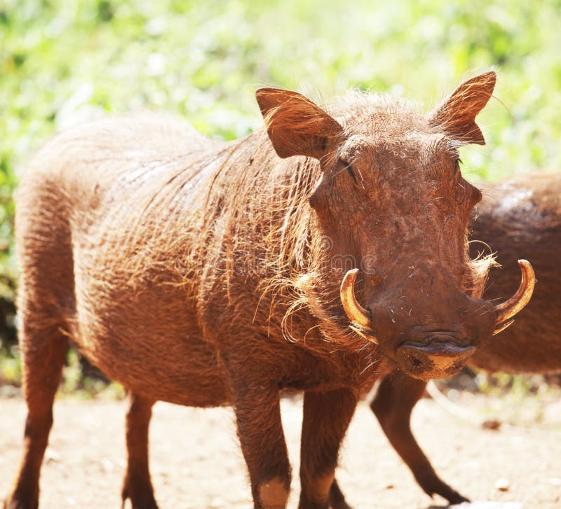 Pigg stock photo. Image of national, habitat, african - 12935126