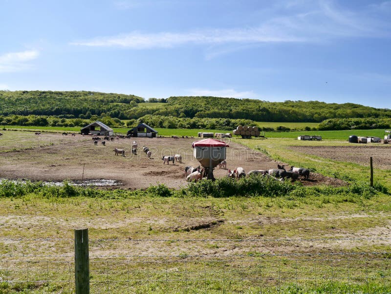Piggery in the countryside stock photo. Image of appealing - 84752154
