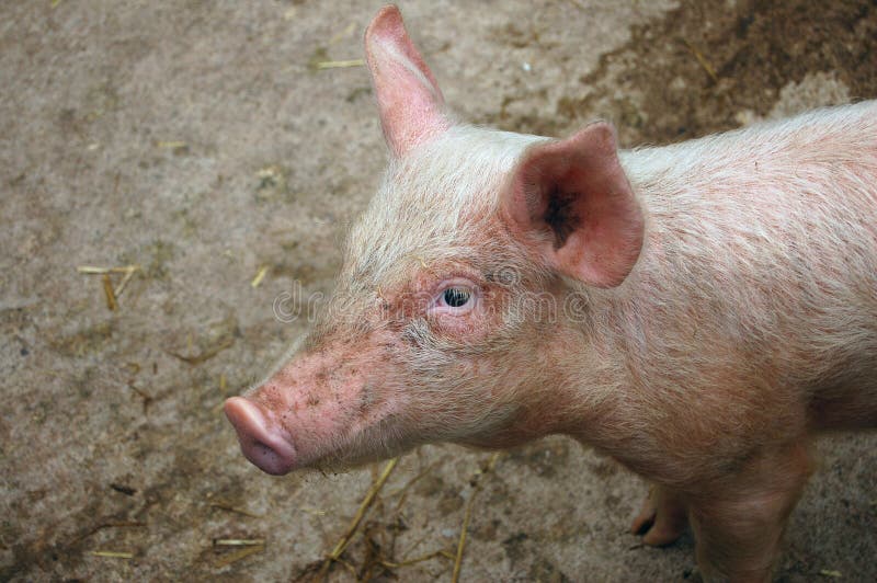 Cute pig stock photo. Image of young, cattle, nosy, farms - 2143594