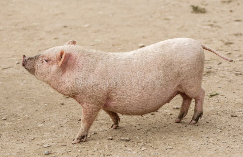 Piggy stock photo. Image of teachable, amusing, animal - 27289204