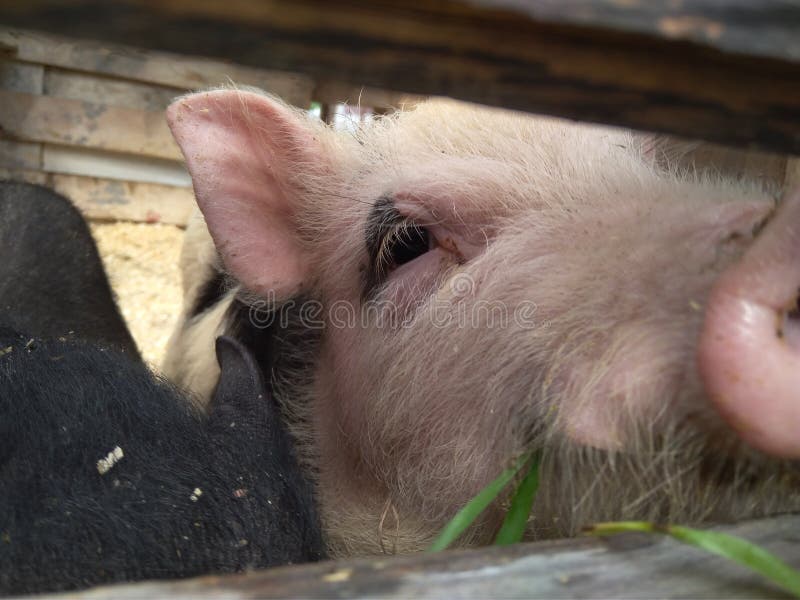 Piggy Pig Looking Over the Fence into the Paddock through the Eyes ...