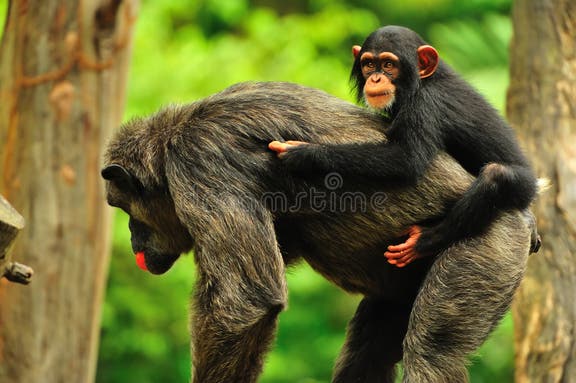Piggyback stock image. Image of animal, portraiture, chimpanzee - 20724095