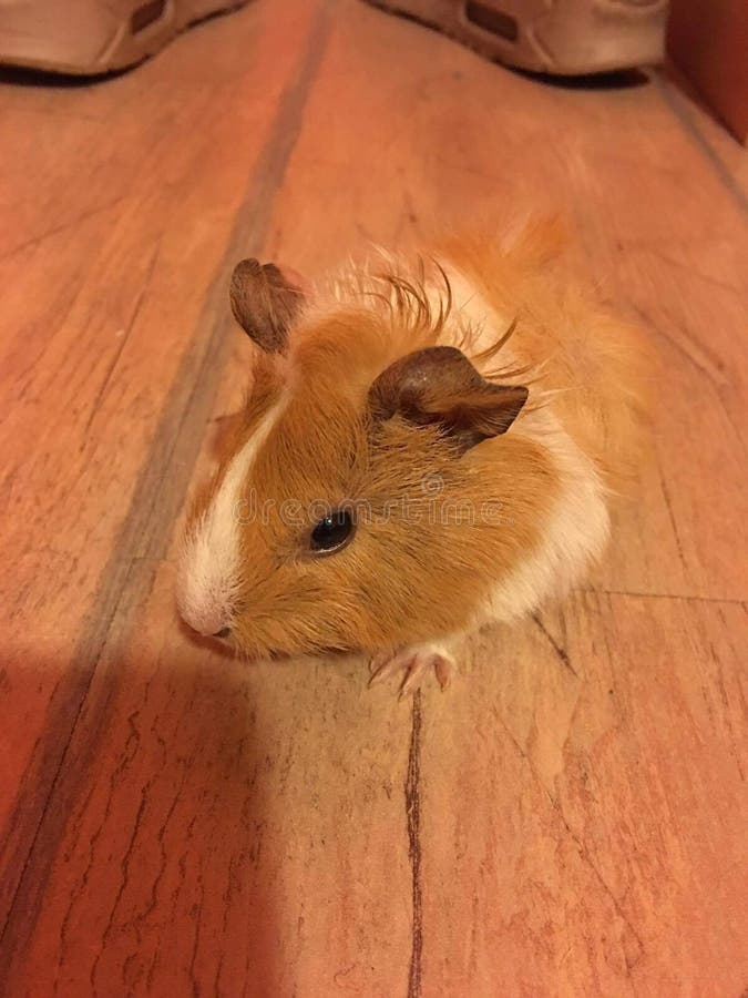 Pigi stock photo. Image of guinea, animals, baby, pigi - 70273406