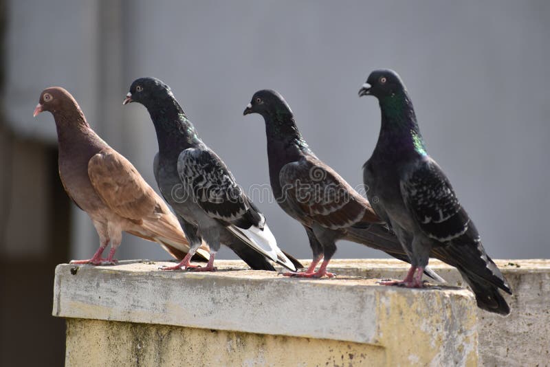 Pigion Bird Pets Cute Beautiful Stock Image - Image of pigion ...