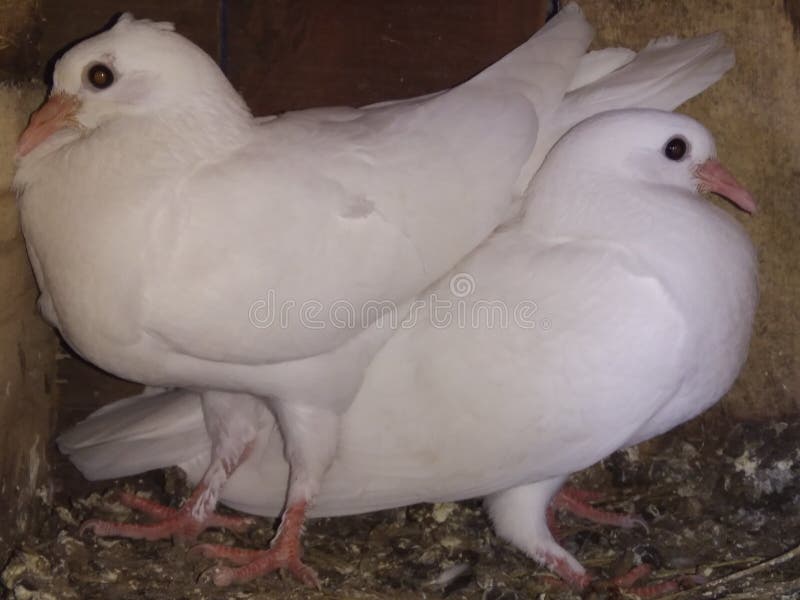 White pigion stock photo. Image of protected, pigeon - 41040810