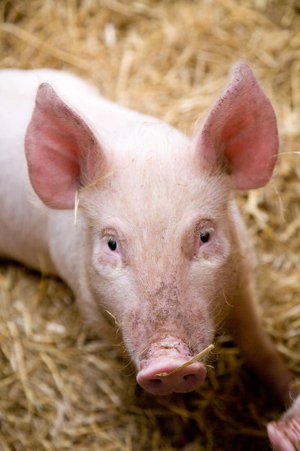 A piglet stock photo. Image of piglet, spring, farmyard - 13889988