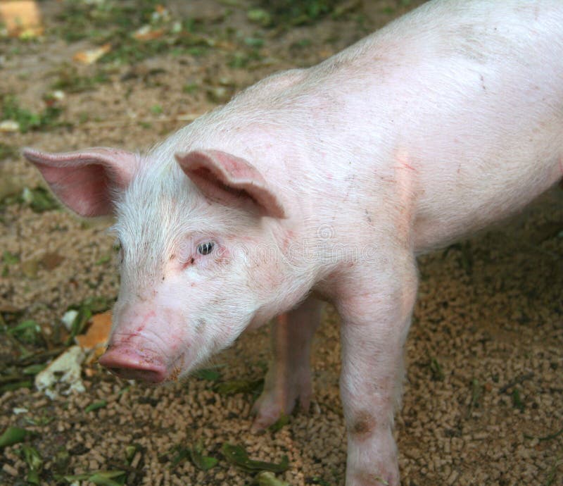 Piglet stock photo. Image of farm, product, food, head - 2840032