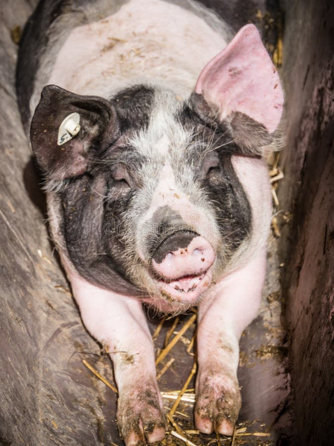 Piglet stock photo. Image of front, gray, outdoors, straw - 28740626