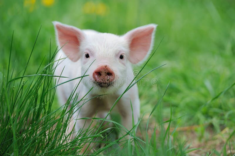 5,625 Happy Piglet Stock Photos - Free & Royalty-Free Stock Photos from ...