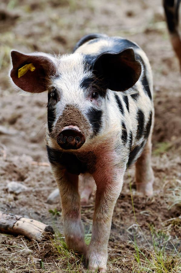Pot-bellied Pigs - Sow and Piglets Stock Image - Image of farrow ...
