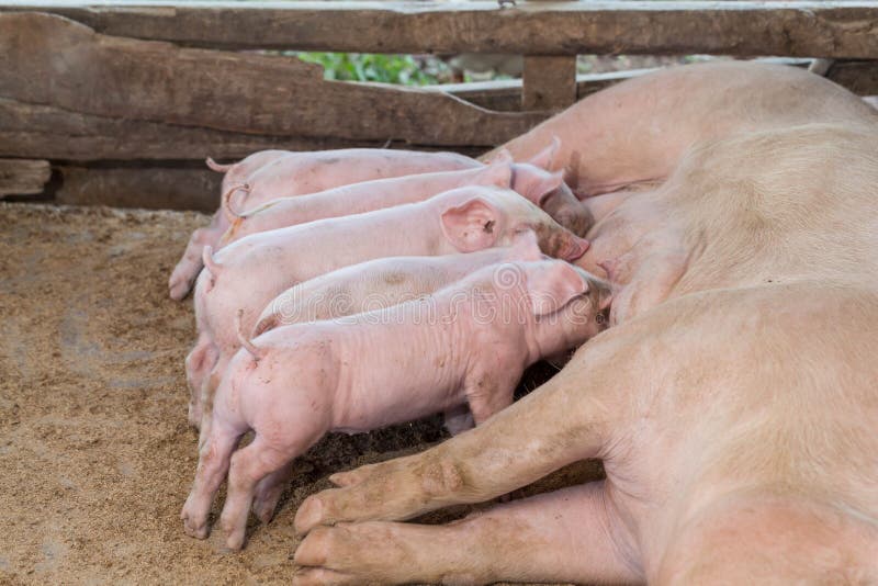 Piglet Being Breast-fed Pigs in a Wooden Enclosure. Stock Photo - Image ...