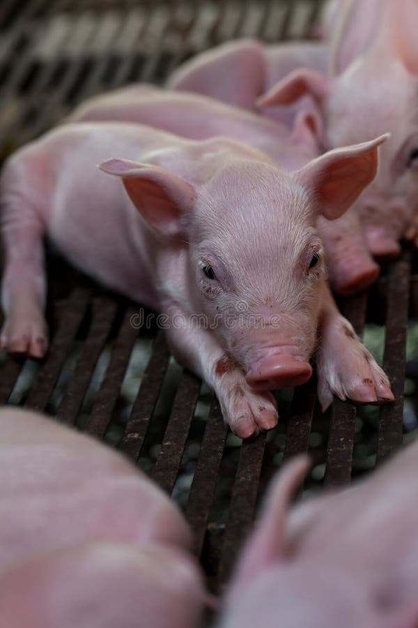 Piglet Birth Day after the Mother Pig Feeding Finished. Stock Photo ...