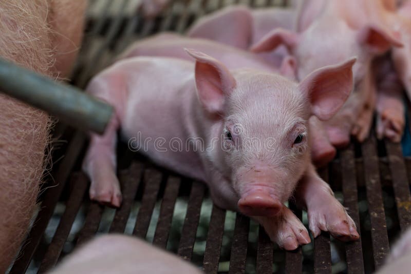 Piglet Birth Day after the Mother Pig Feeding Finished. Stock Image ...