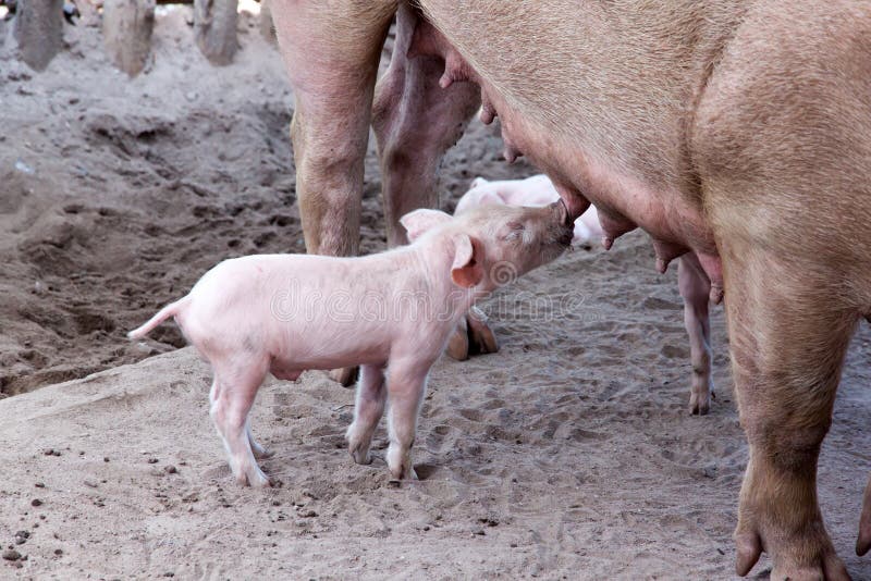 Piglet breast fed pig stock photo. Image of farm, piggy - 68191084