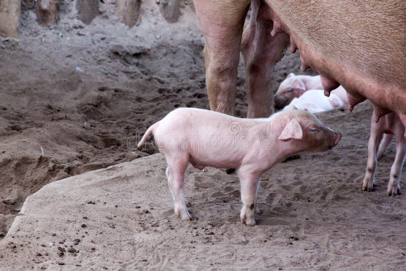 Piglet breast fed pig stock photo. Image of wood, adorable - 68191402