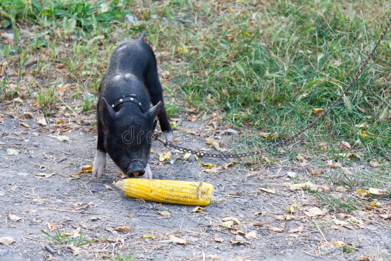 Piglet with corn stock photo. Image of snout, full, animals - 27747306