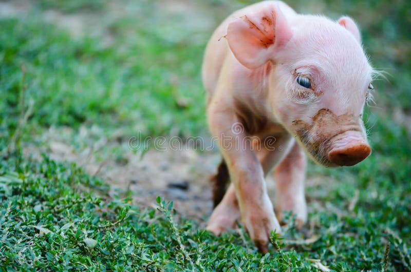 Piglets eating stock image. Image of competition, sisters - 3652837