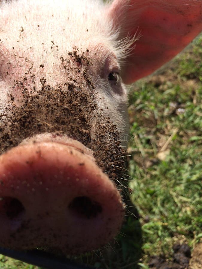 Piglet stock photo. Image of cute, pink, piglet, nose - 50148448