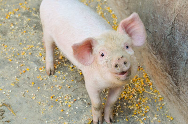 Piglet stock image. Image of animal, farmyard, closeup - 53496383