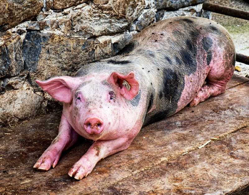 Piglet stock photo. Image of color, gray, front, piglet - 49756298