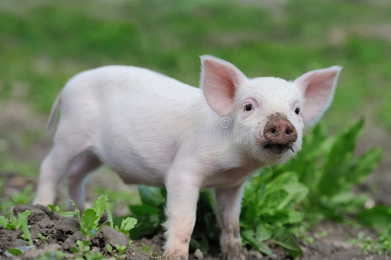 Piglet on farm stock image. Image of curiosity, copy - 54564599
