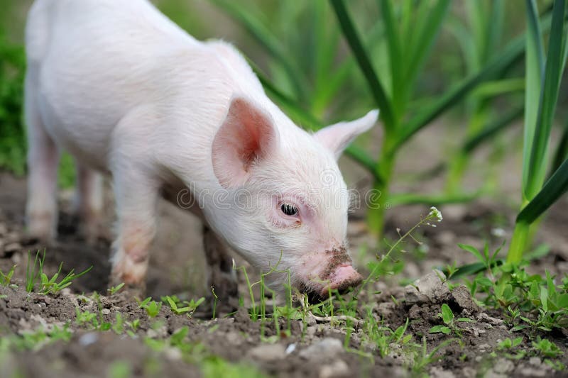Piglet on farm stock photo. Image of nature, agriculture - 54564602