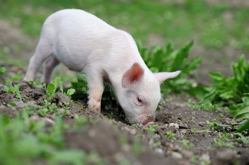 Piglet on farm stock photo. Image of meadow, boar, outdoor - 54564606