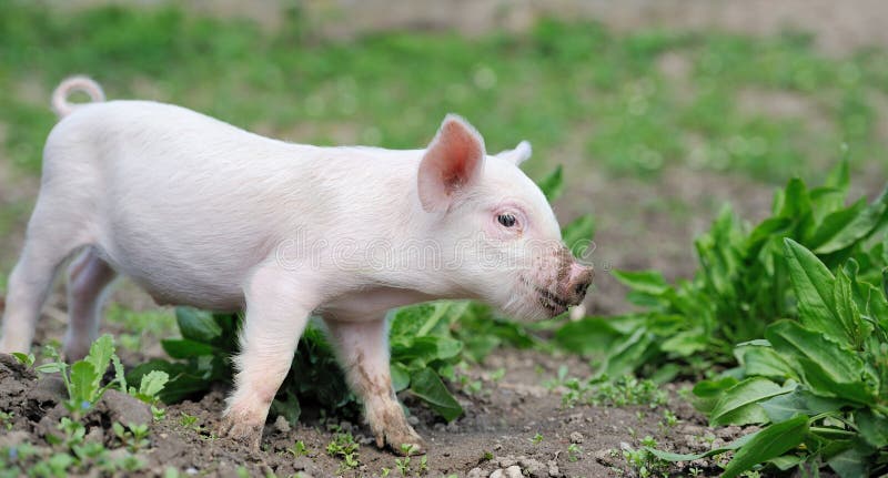 Piglet on farm stock image. Image of meadow, food, grass - 54564633