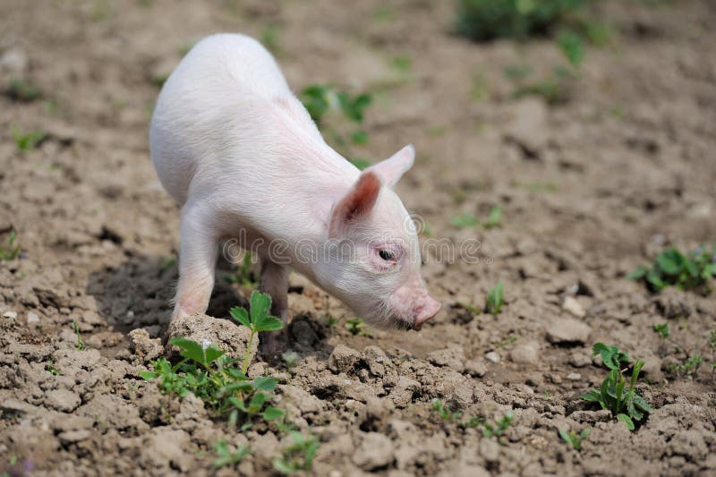 Piglet on farm stock image. Image of life, little, funny - 54564635