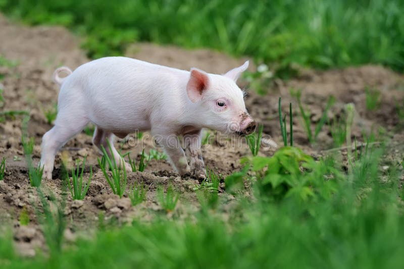 Piglet on farm stock photo. Image of motion, little, animal - 54564638