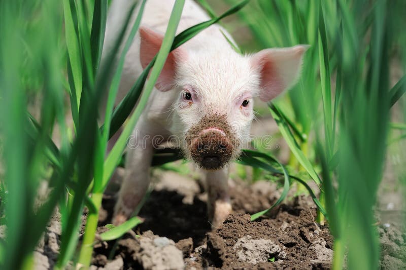 Piglet on farm stock photo. Image of livestock, closeup - 54564652